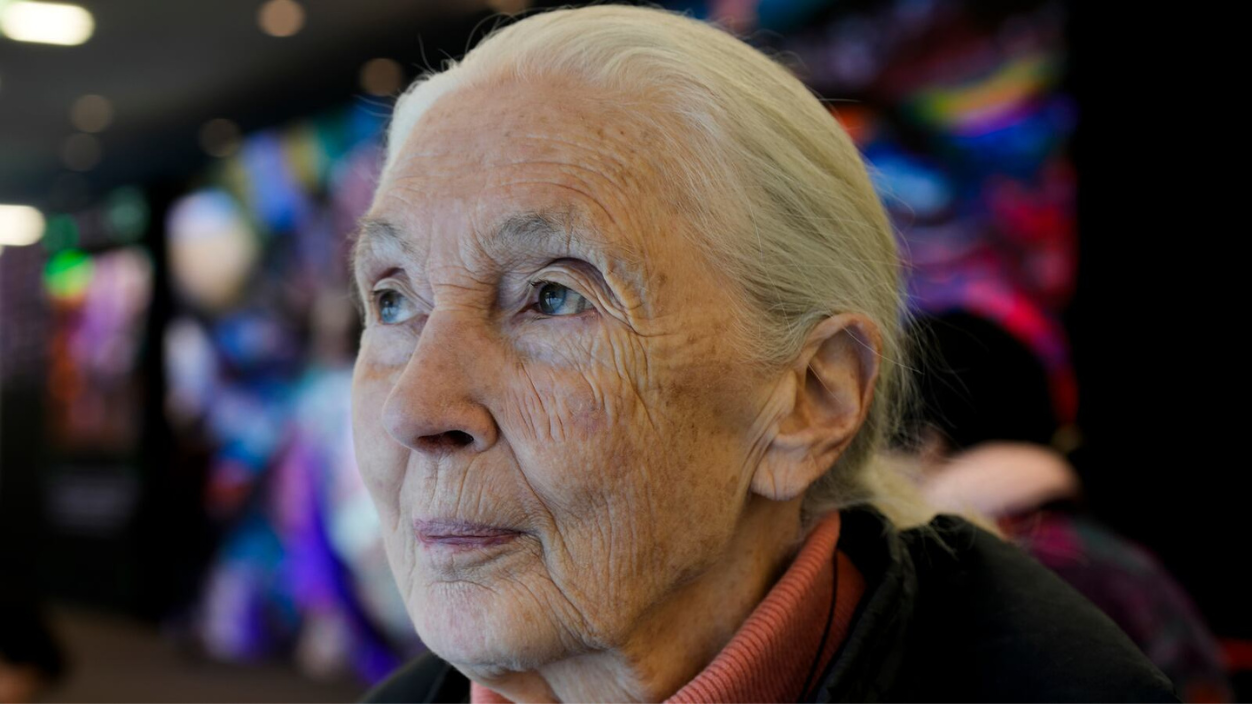 Wildlife advocate, primate expert Jane Goodall dies at 91