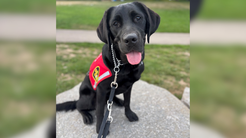 Essex County OPP welcomes Ranger as their new wellness service dog