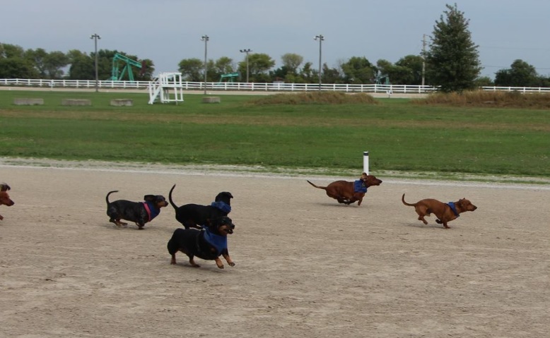 Wiener dog races return to Leamington Raceway