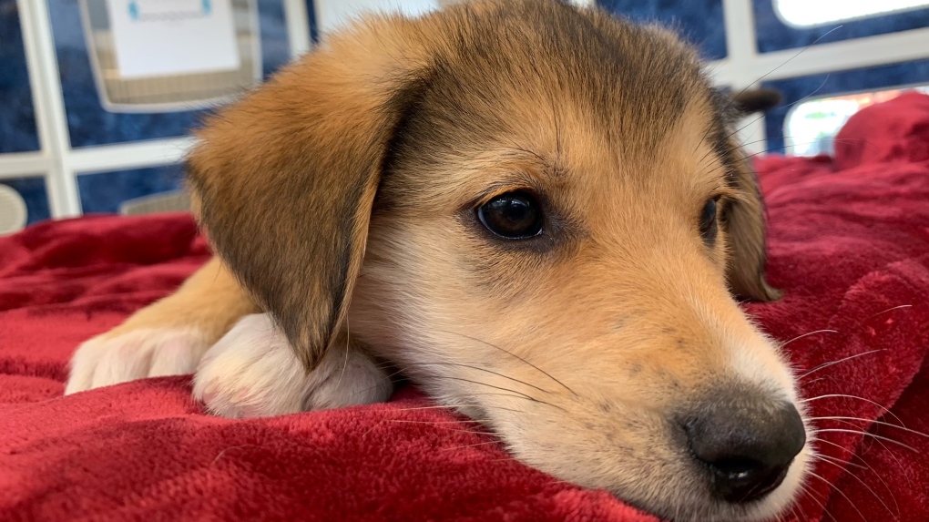 Record year for adoptions at Humane Society in 2021