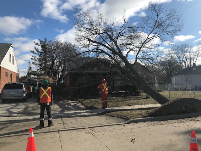 Crews work to clean up fallen trees in the area